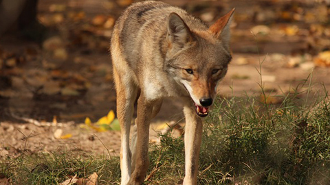 Coyotes have been a part of Native American folklore for centuries. Some
