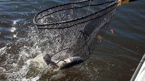 The Tenacious and Tempting Trout - DaufuskieIsland.com