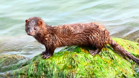 American Mink Habitat