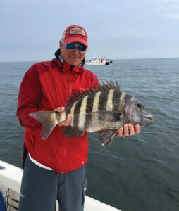 Sheepshead: The Fish With Human Teeth - DaufuskieIsland.com