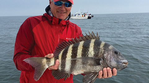 Sheepshead: The Fish With Human Teeth - DaufuskieIsland.com