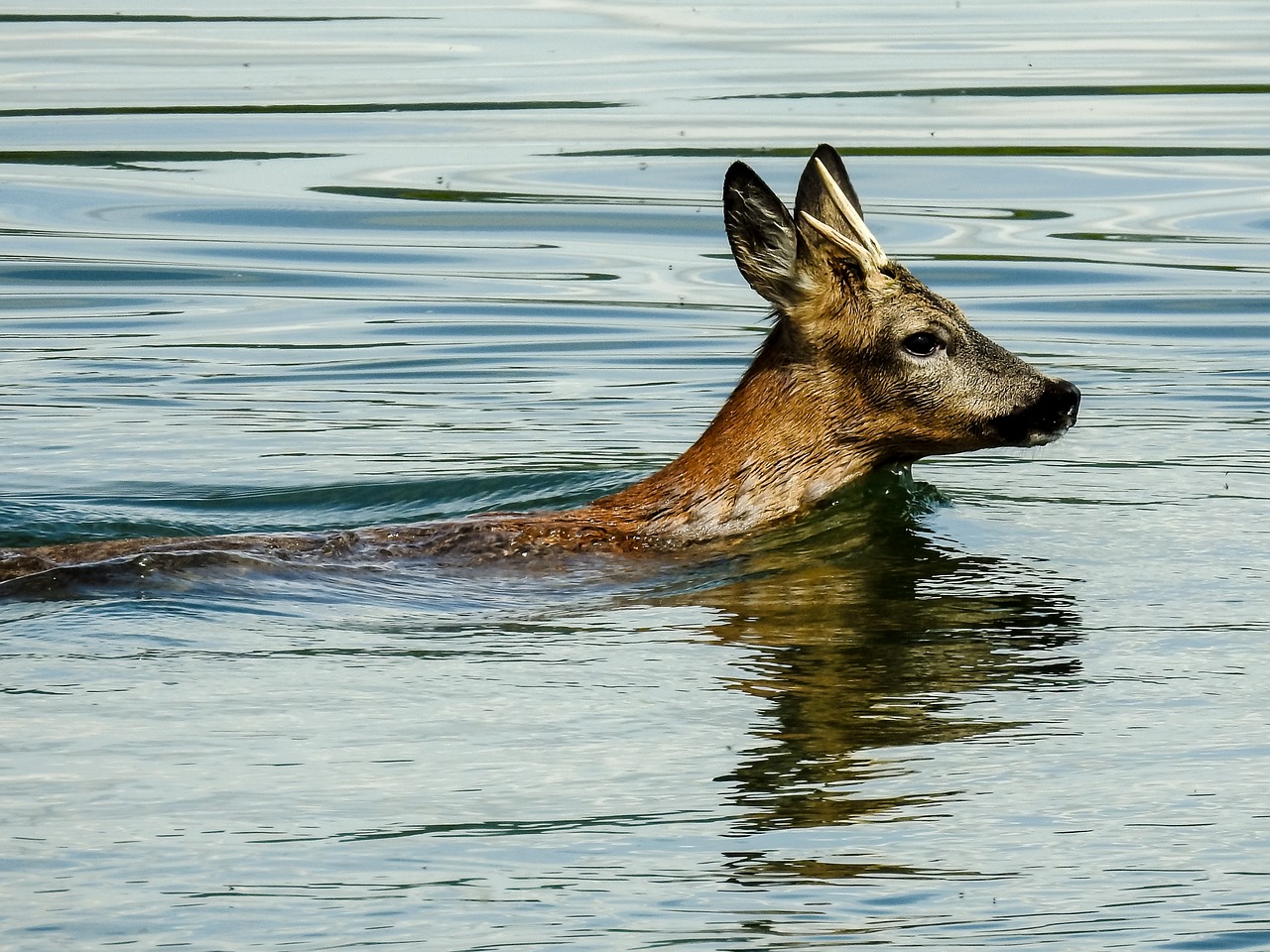Aquatic Abilities of Deer - DaufuskieIsland.com
