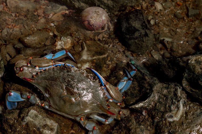 Blue Crab’s Molting Mystery - DaufuskieIsland.com